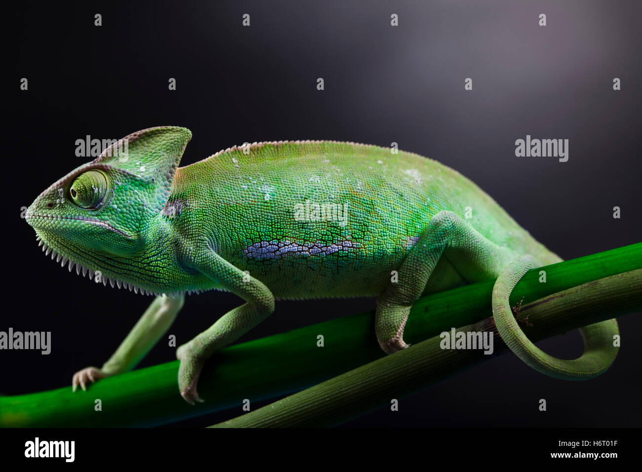 Small reptiles and amphibians hi-res stock photography and images - Alamy