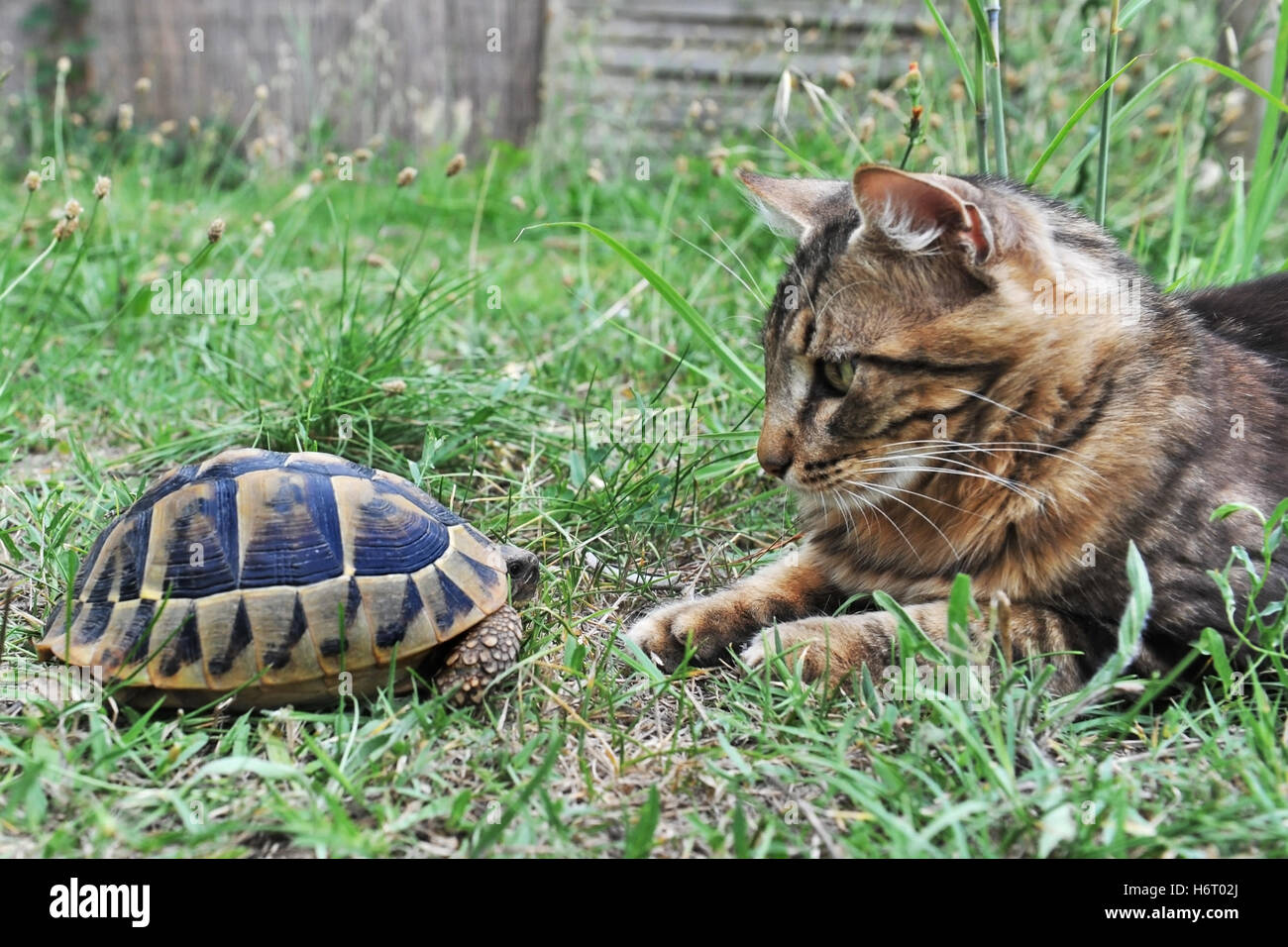 Home for wildlife hi-res stock photography and images - Alamy