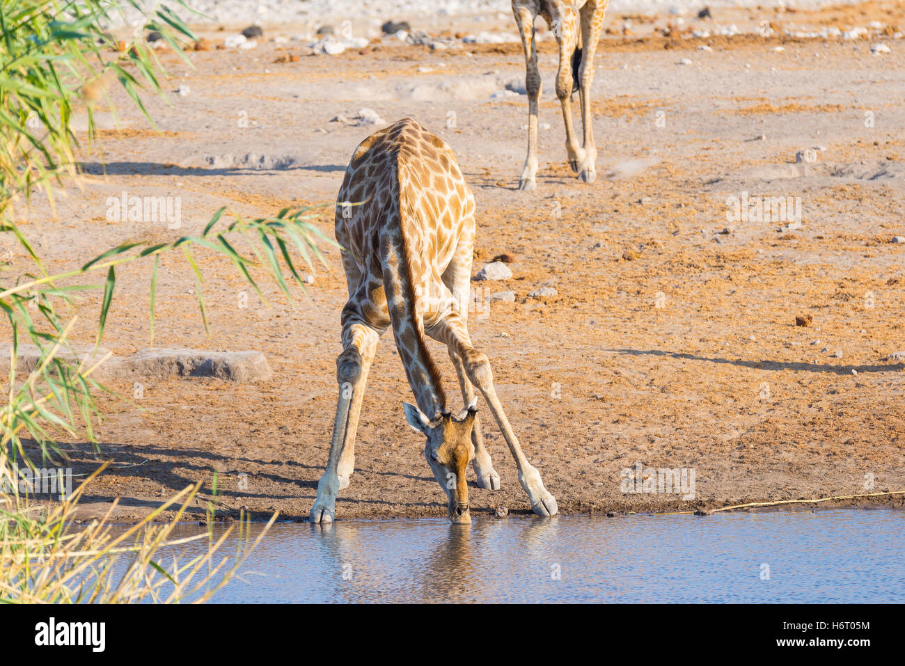 Giraffe kneeling and drinking from waterhole in daylight. Wildlife ...
