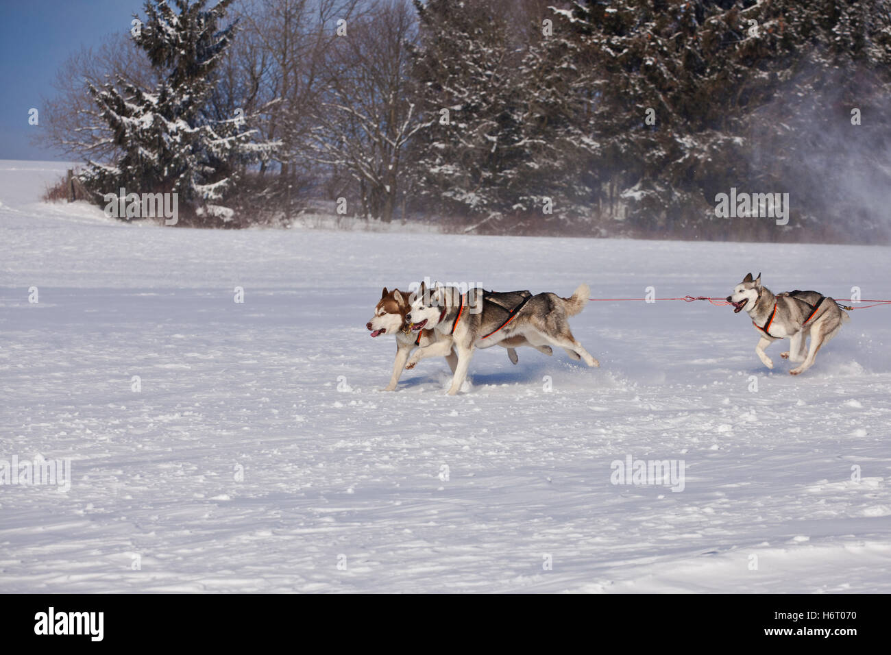 Dog sledding with huskies hi-res stock photography and images - Alamy