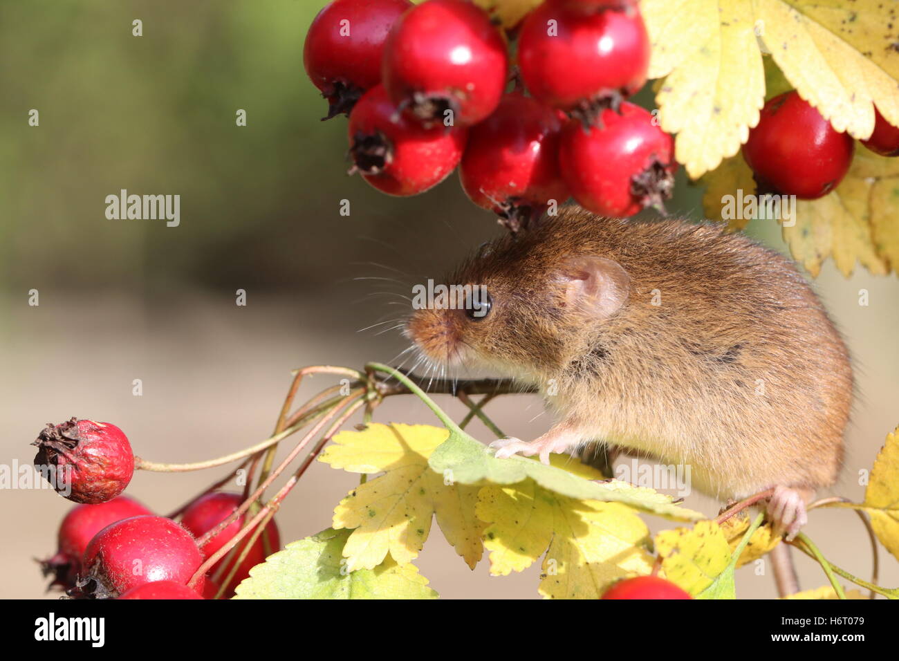Harvest mouse berries hi-res stock photography and images - Alamy