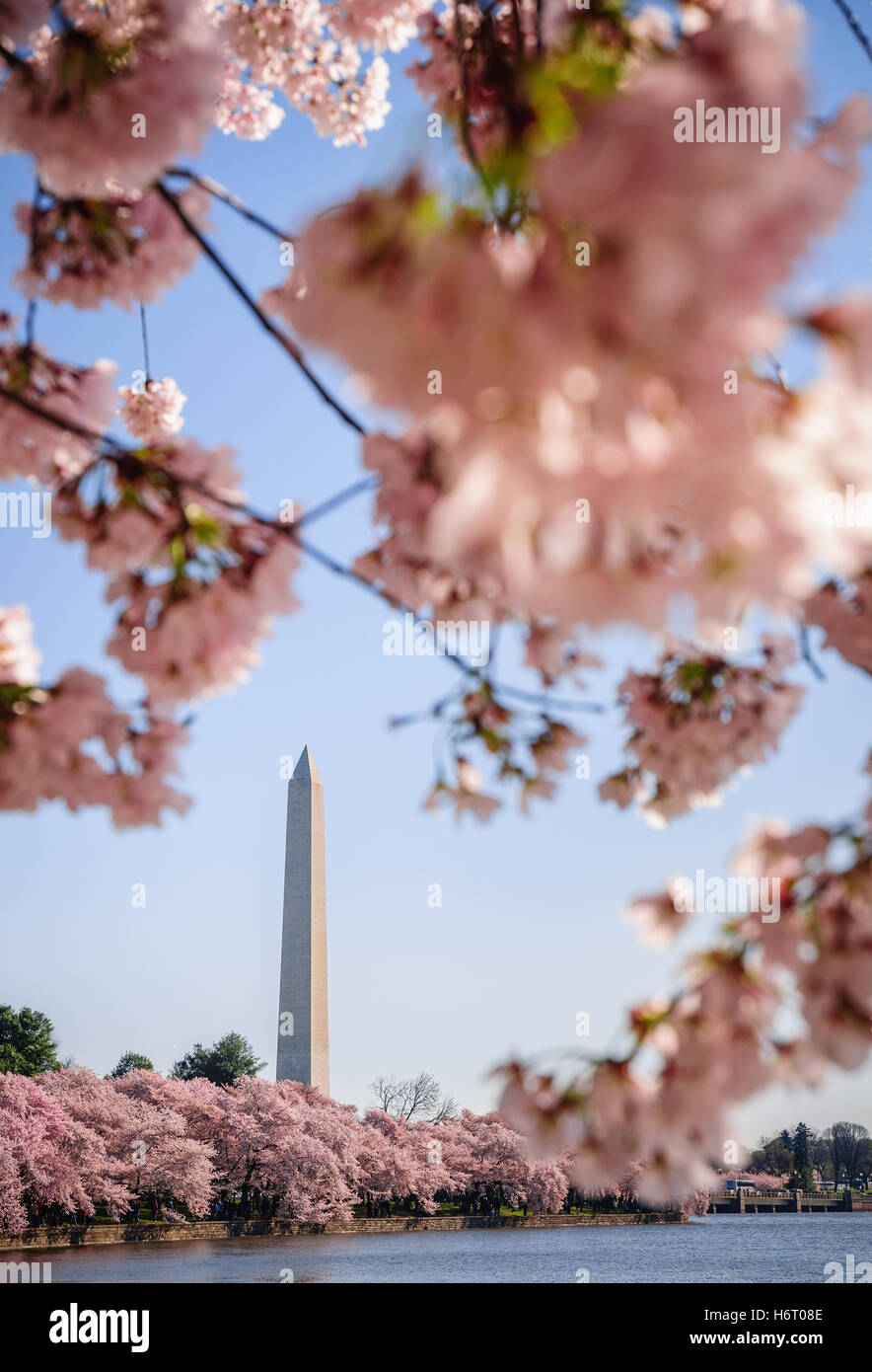 George washington cherry tree hi-res stock photography and images - Alamy