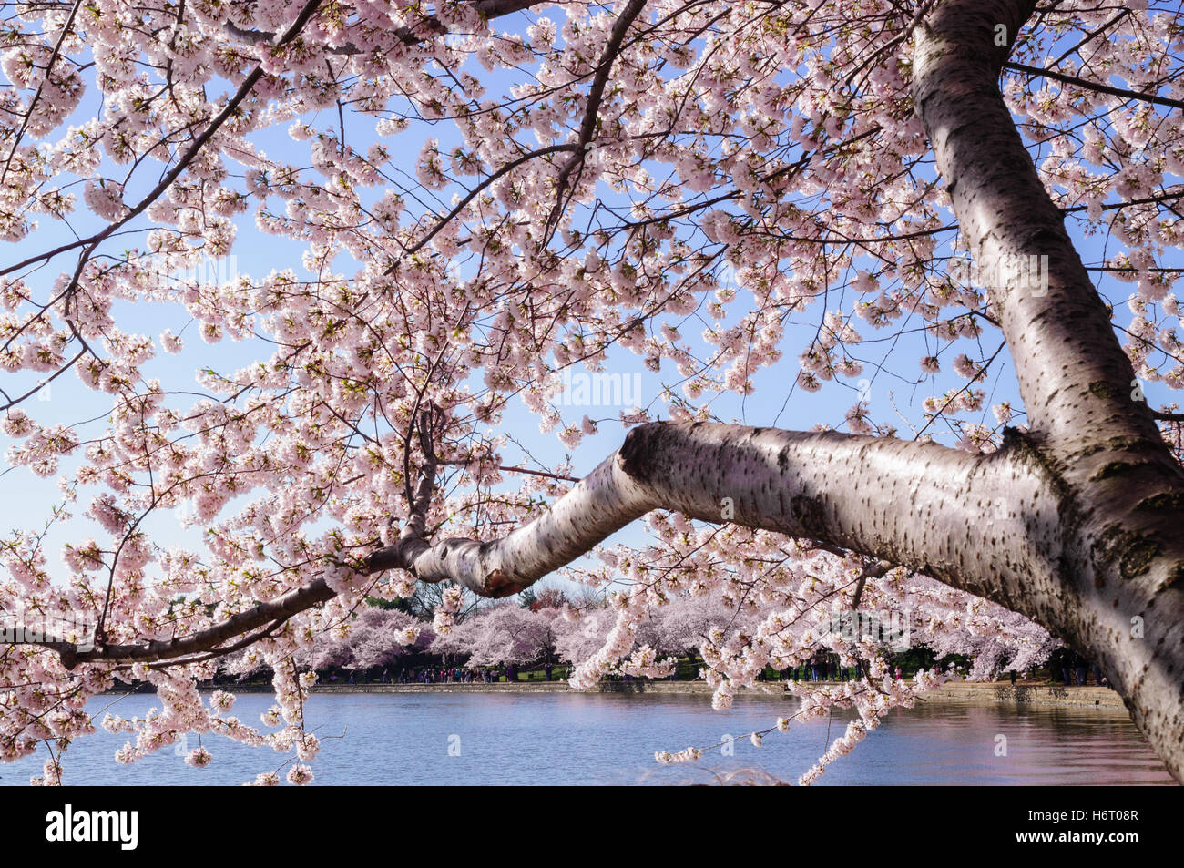 Cherry Blossom Festival Stock Photo - Alamy