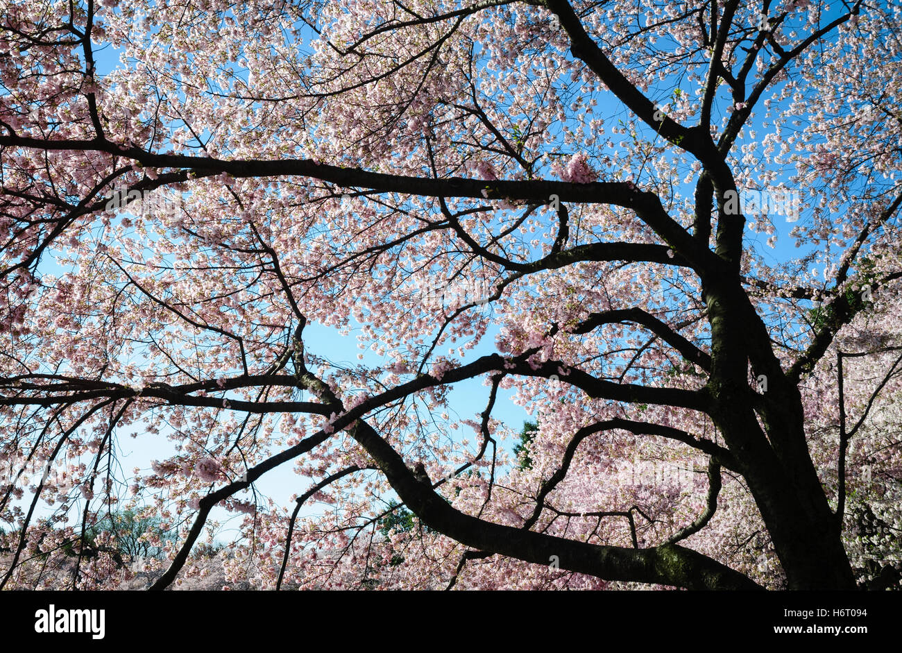 Cherry blossoms and monuments hi-res stock photography and images - Alamy