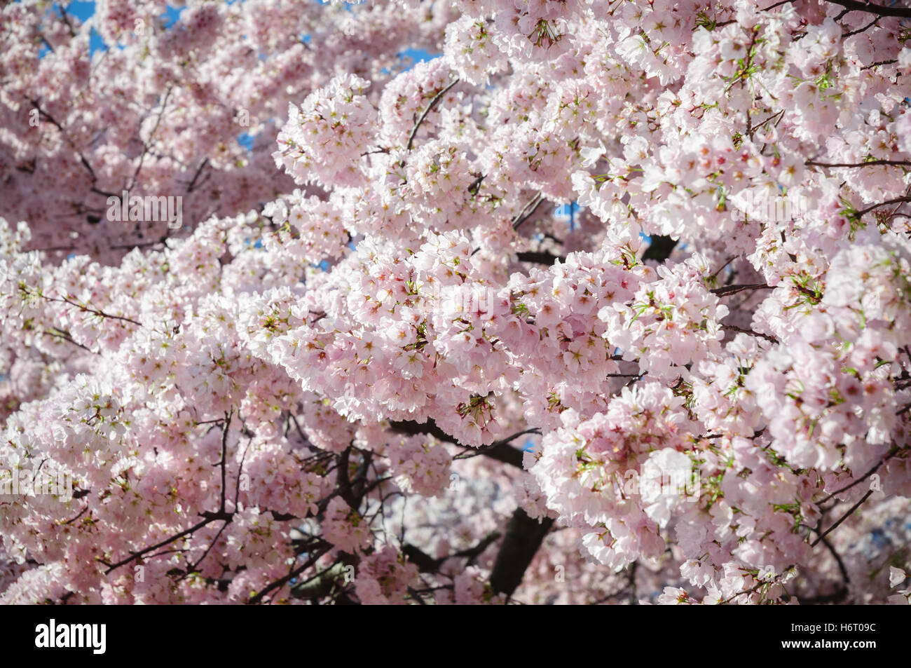 Cherry Blossom Festival Stock Photo - Alamy