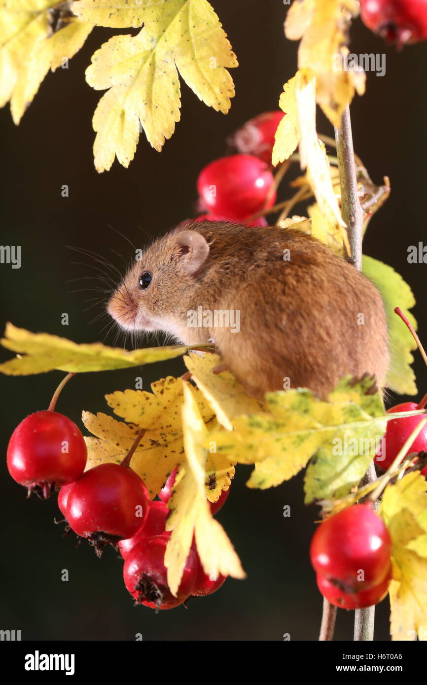 Harvest mouse berries hi-res stock photography and images - Alamy
