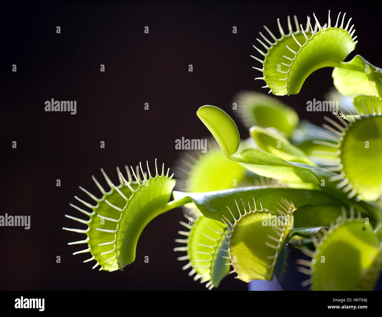 Plants that trap insects hi-res stock photography and images - Alamy
