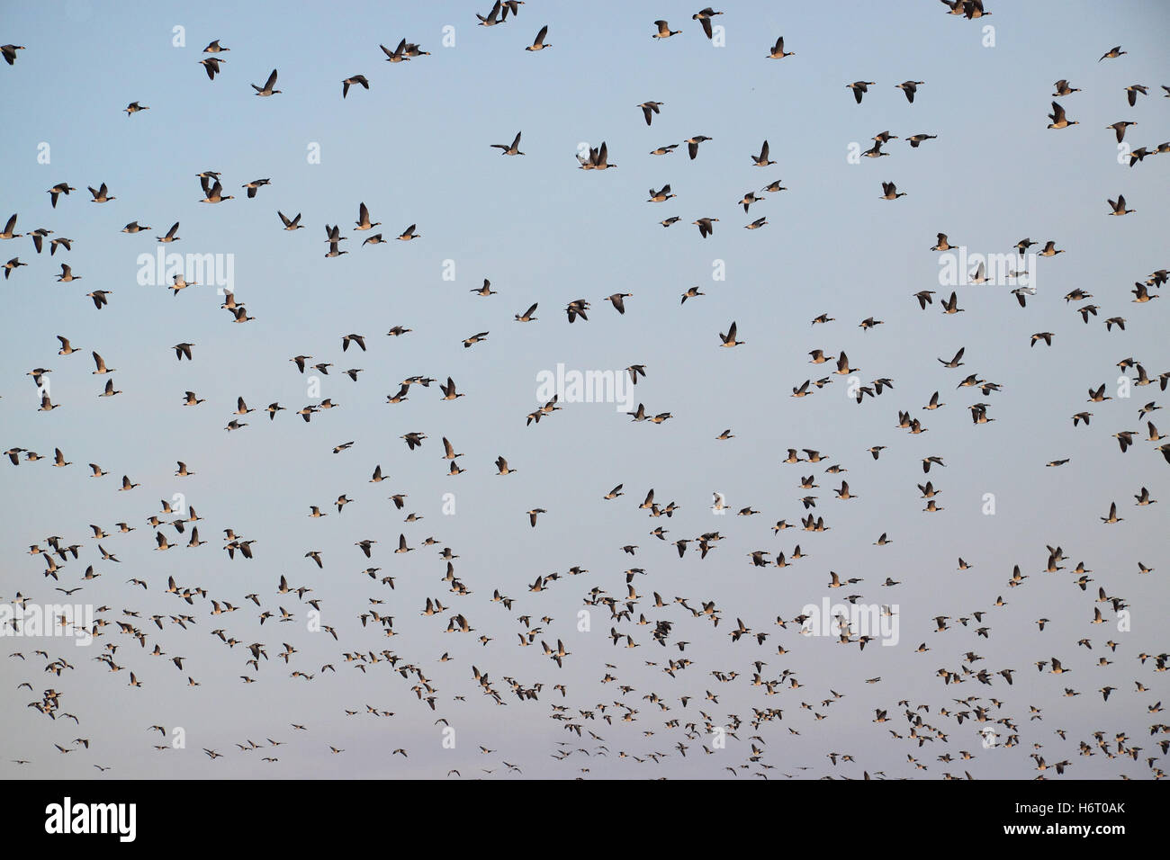 Swarm birds birds hi-res stock photography and images - Alamy