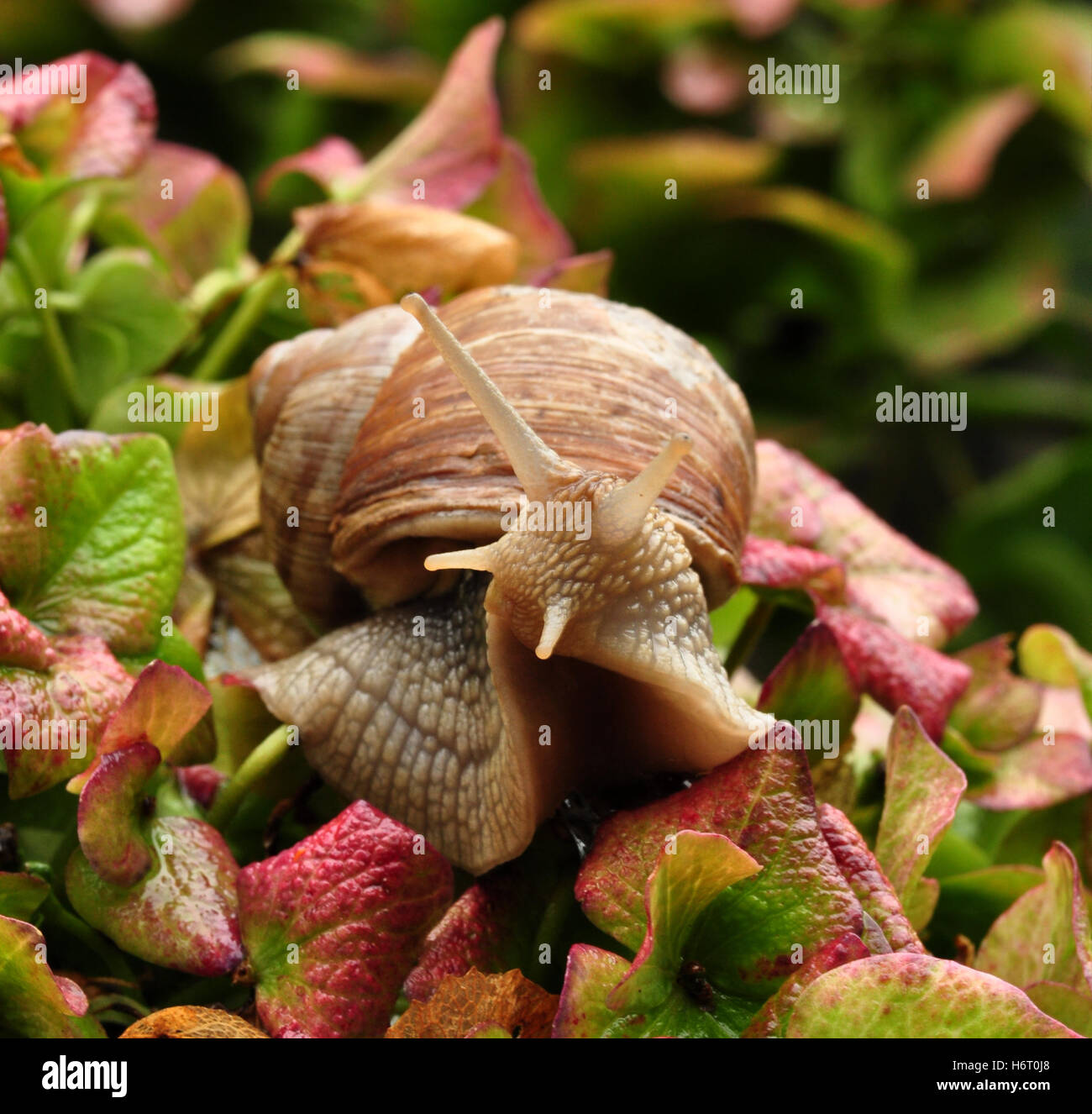 macro close-up macro admission close up view animal flower plant bloom ...