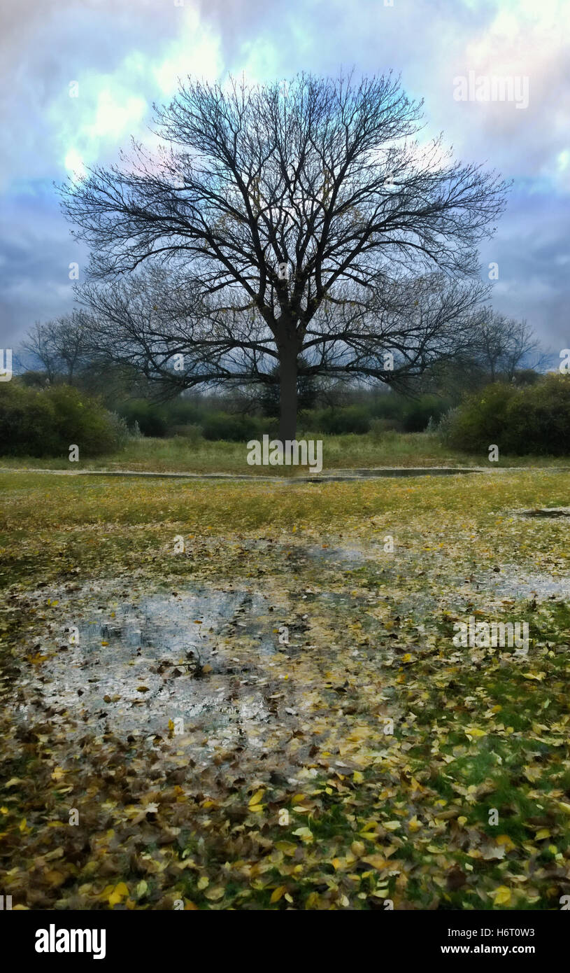 Barren tree hi-res stock photography and images - Alamy