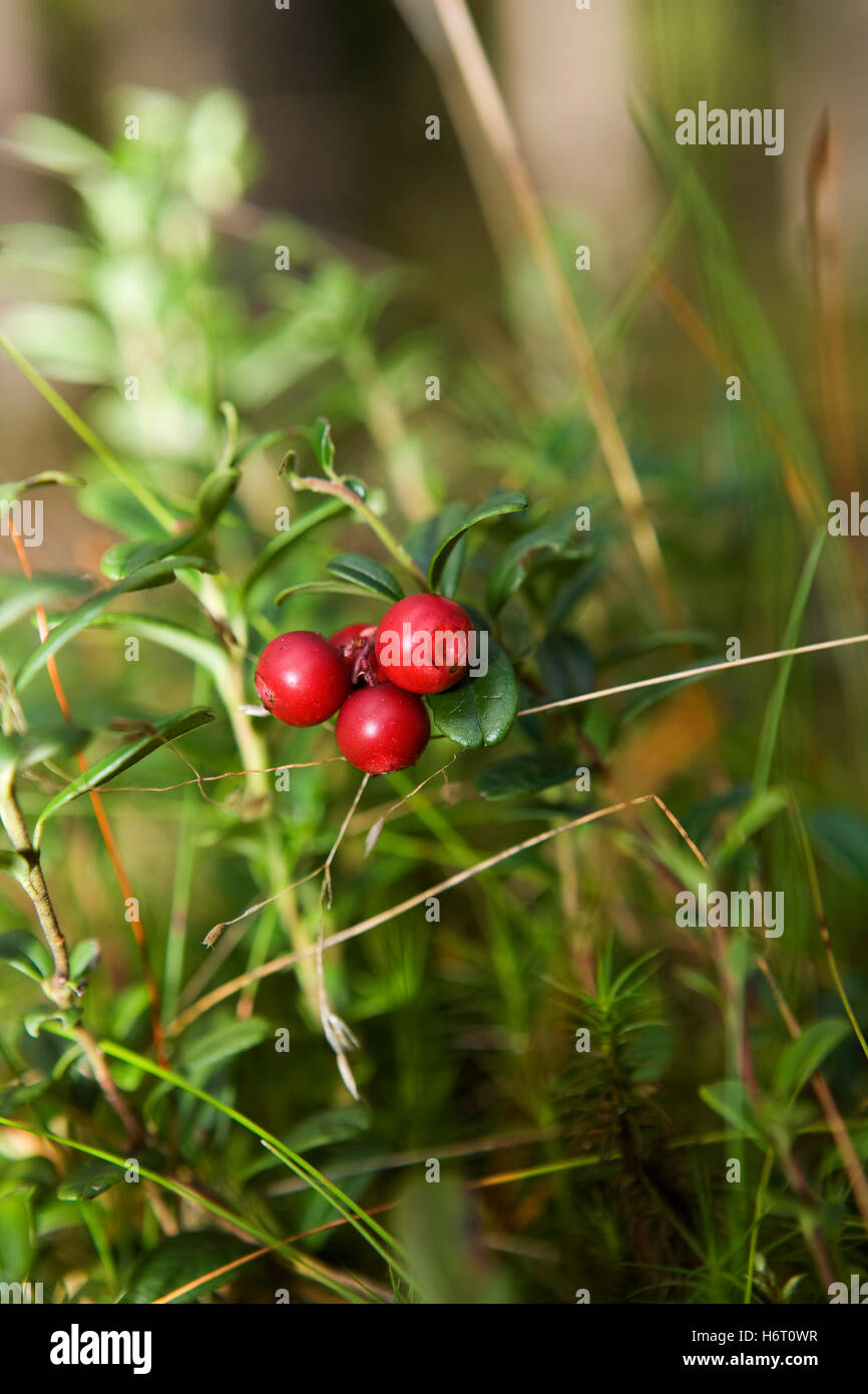 Flowers of cowberry hi-res stock photography and images - Alamy