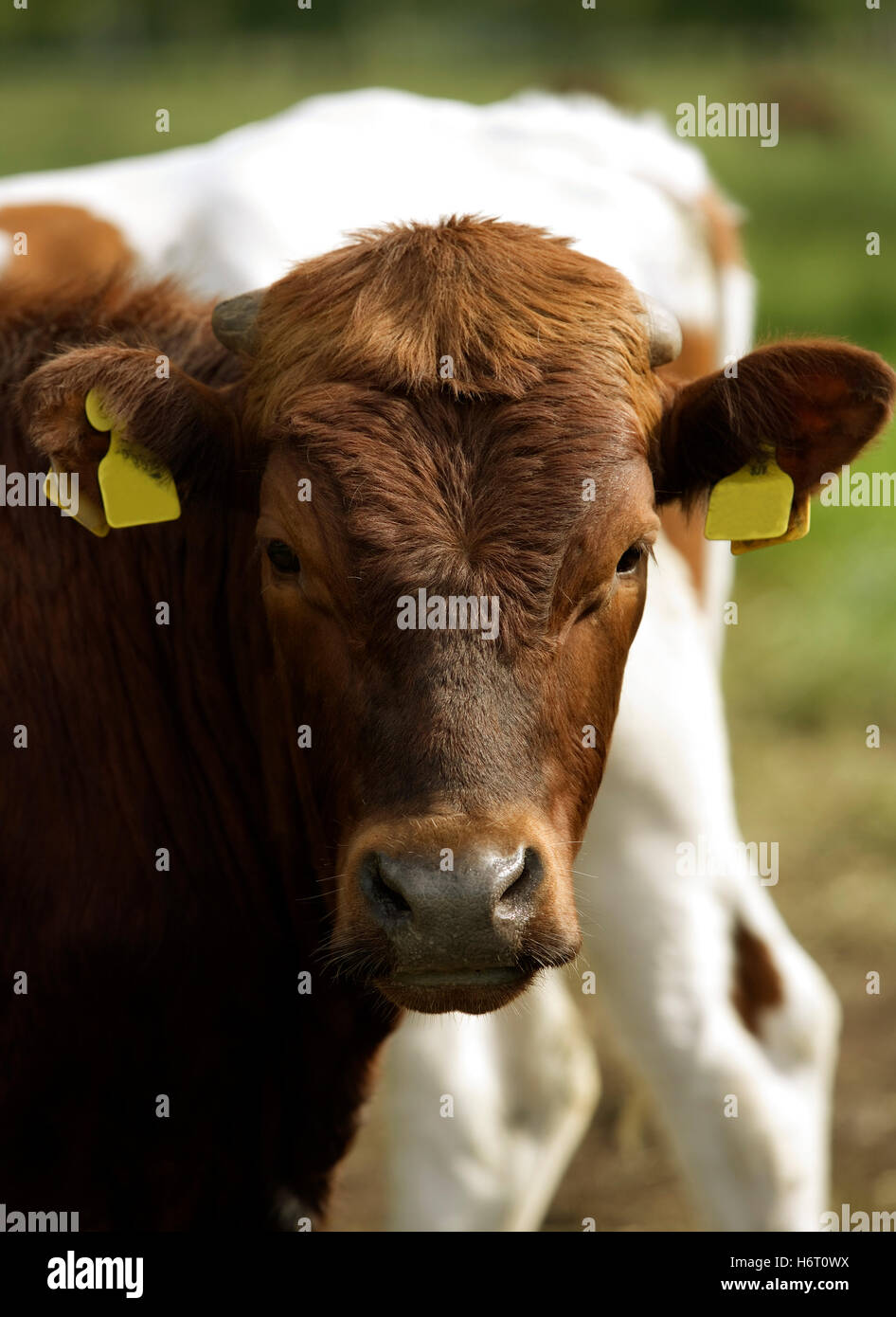 Useful mammal hi-res stock photography and images - Alamy