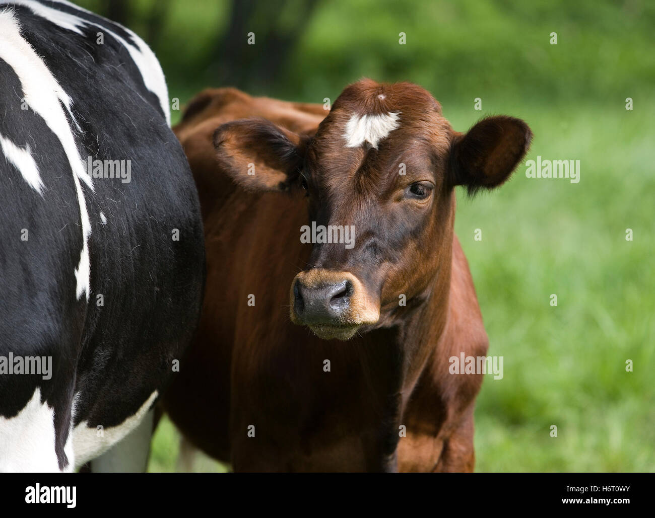 Useful mammal hi-res stock photography and images - Alamy