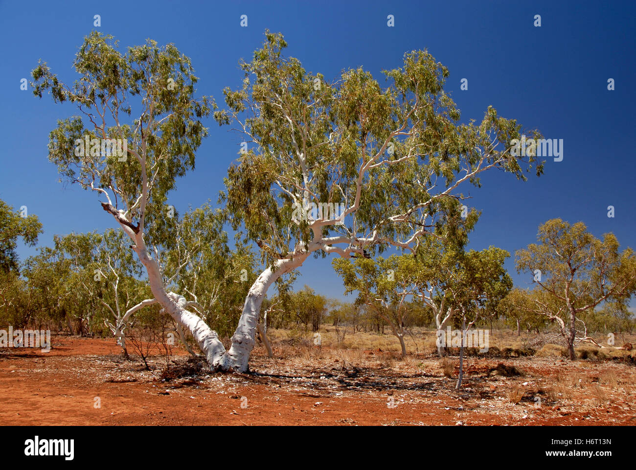 River red gum bark hi-res stock photography and images - Alamy