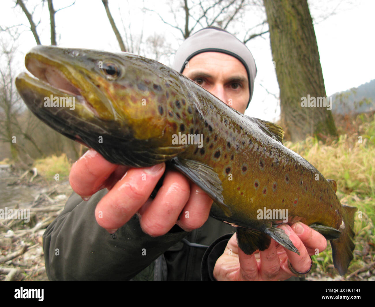 Thread fishes hi-res stock photography and images - Alamy