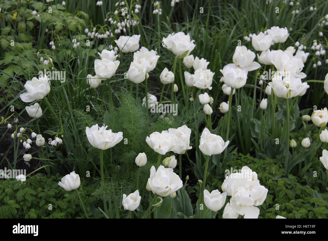 Rein plants hi-res stock photography and images - Alamy
