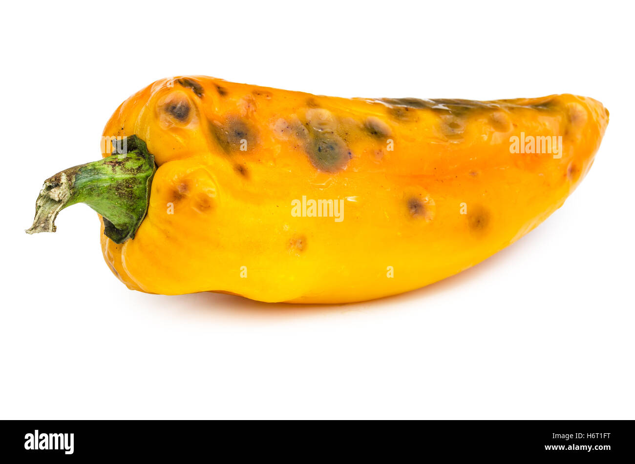 Rotten bellpepper isolated on white background. Moldy vegetable Stock ...