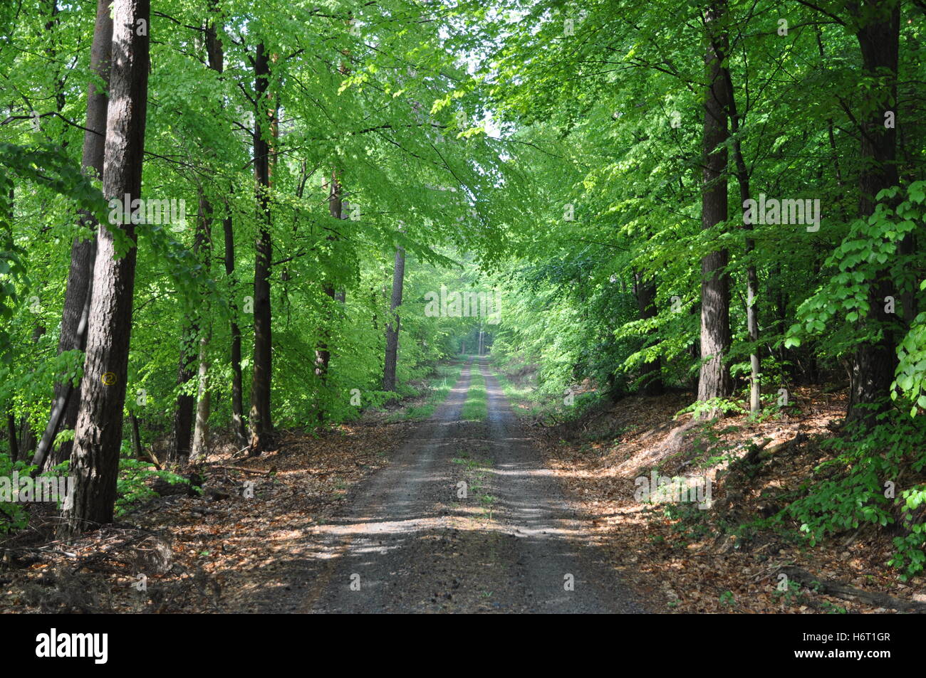 Forest path hi-res stock photography and images - Alamy