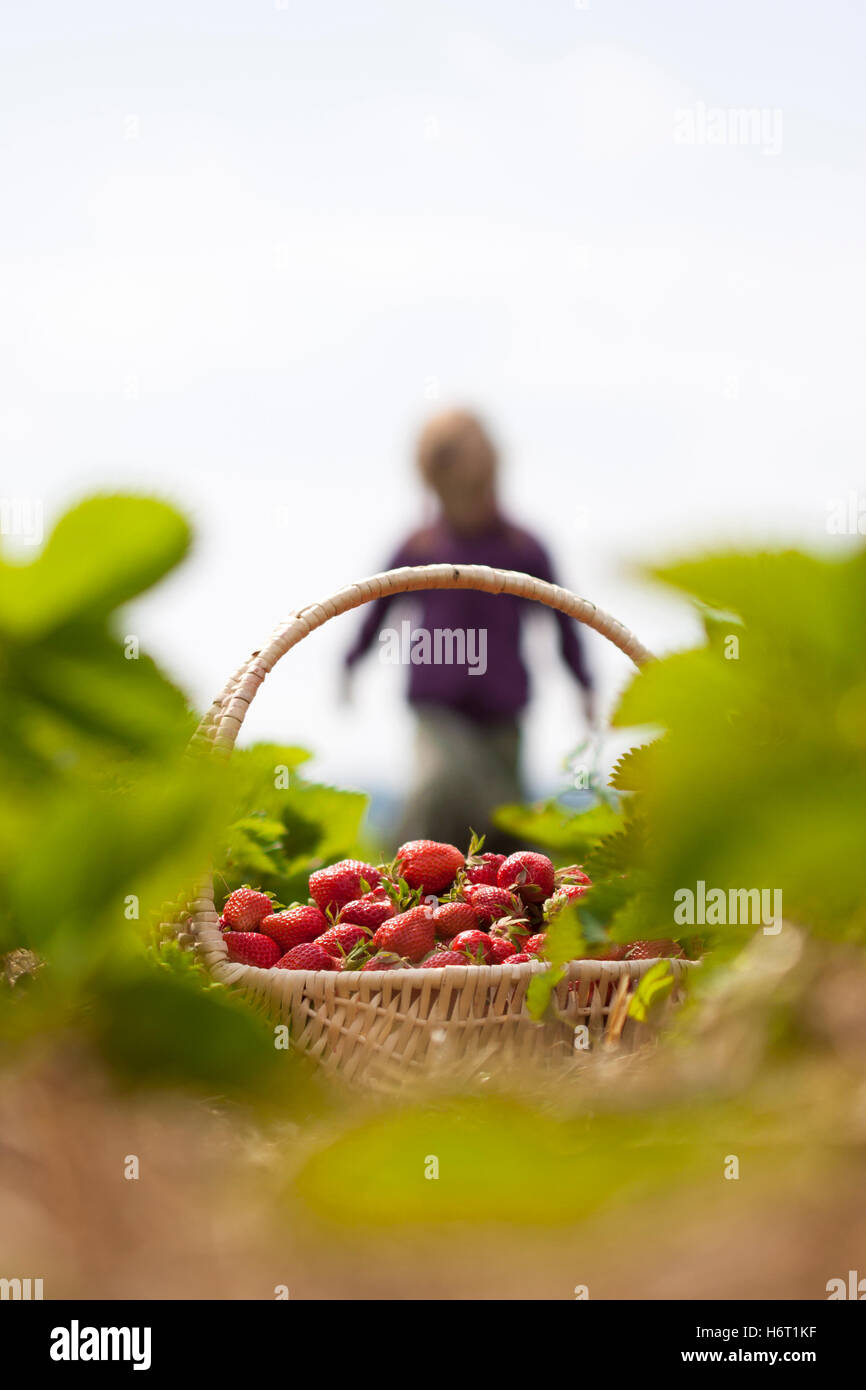 Fruits fields hi-res stock photography and images - Alamy
