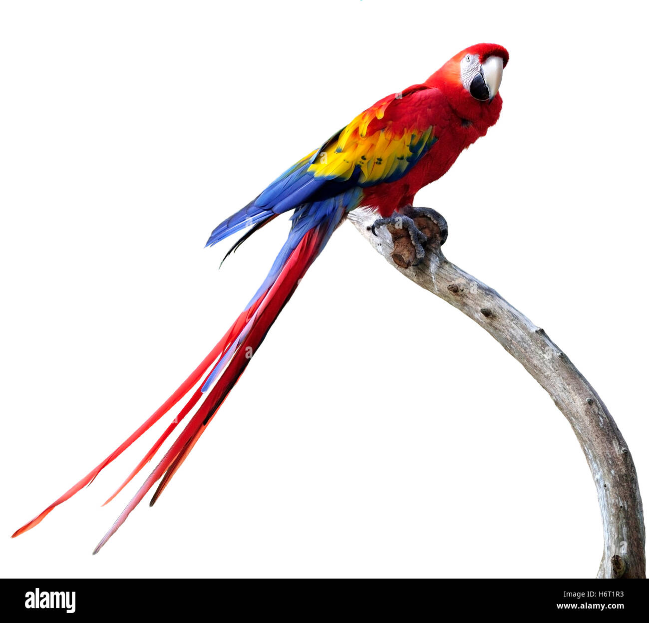 Fauna hi-res stock photography and images - Alamy