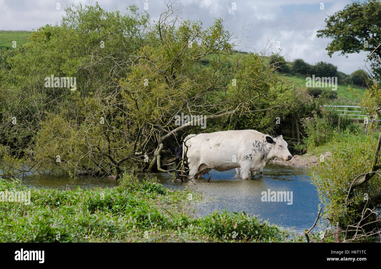 Paddling p hi-res stock photography and images - Alamy