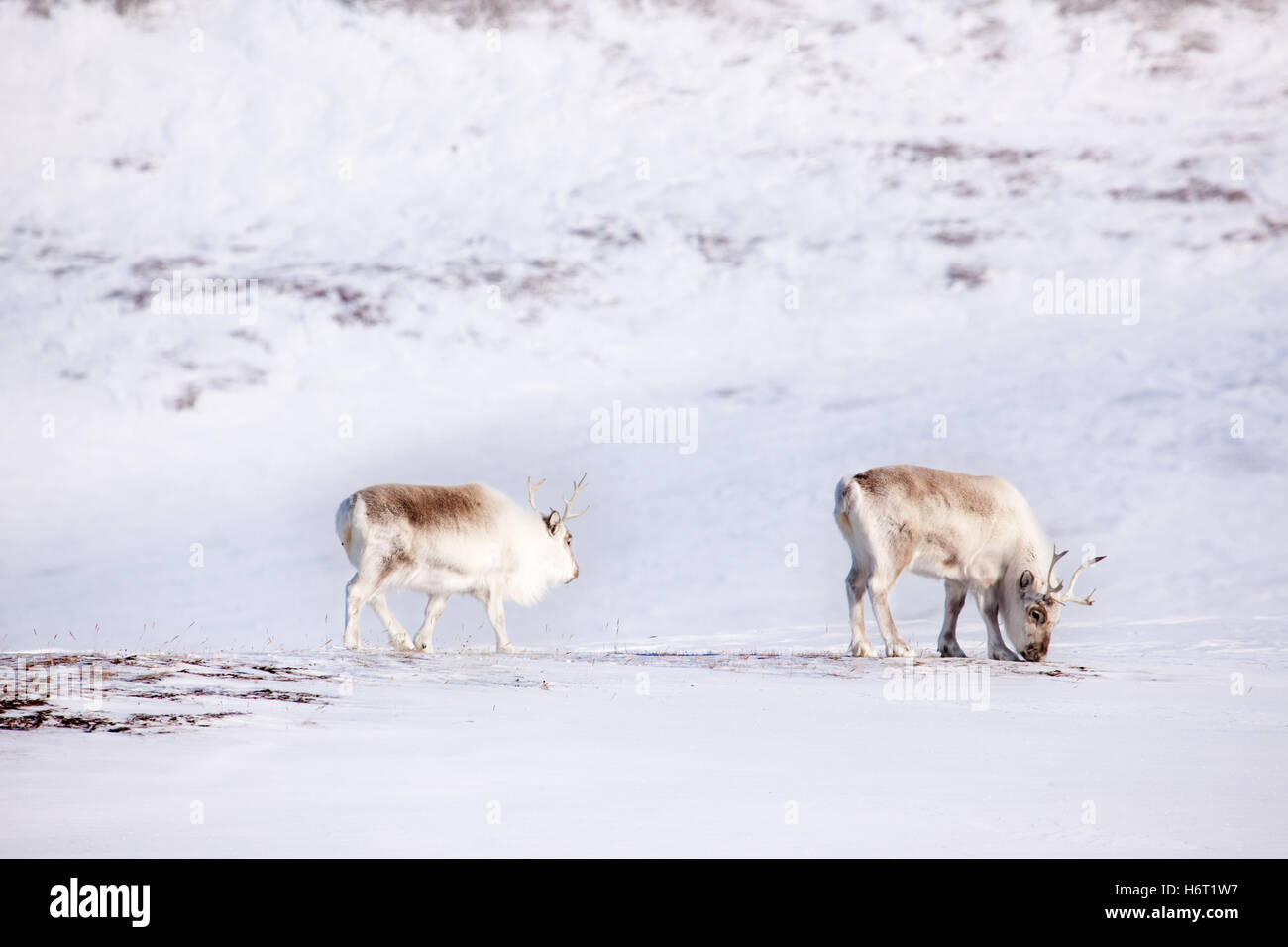 game tournament play playing plays played winter animal mammal arctic ...
