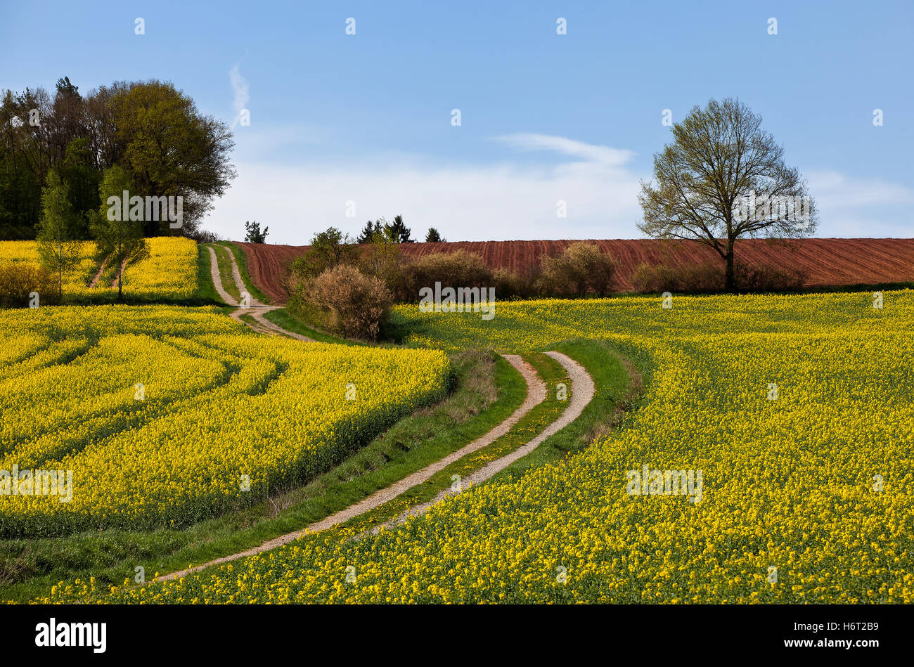 corridor tree trees Rape field field spring meadows path way yellow ...