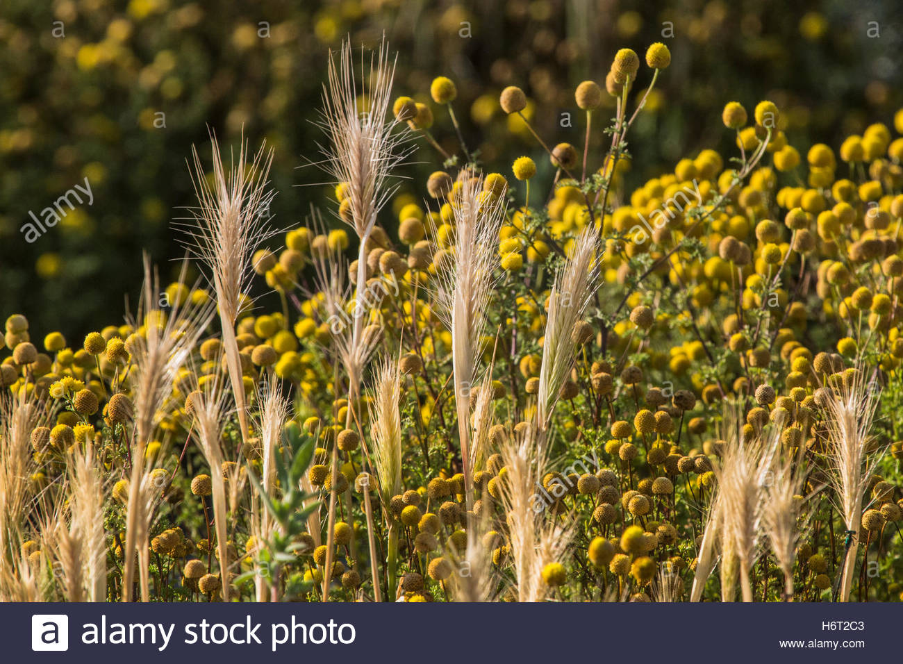 False Barley Stock Photos & False Barley Stock Images - Alamy