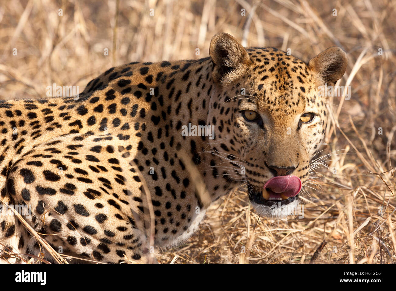 leopard (panthera pardus) in portrait Stock Photo - Alamy