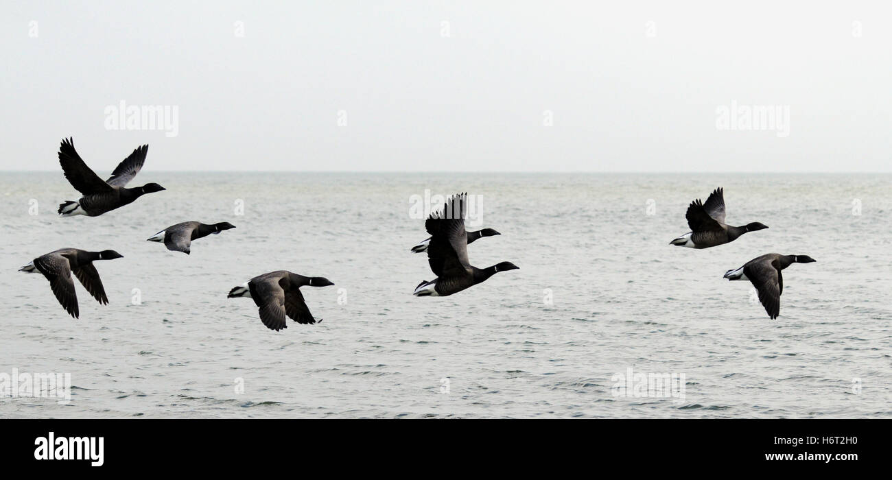 Deep Sea Birds High Resolution Stock Photography and Images - Alamy