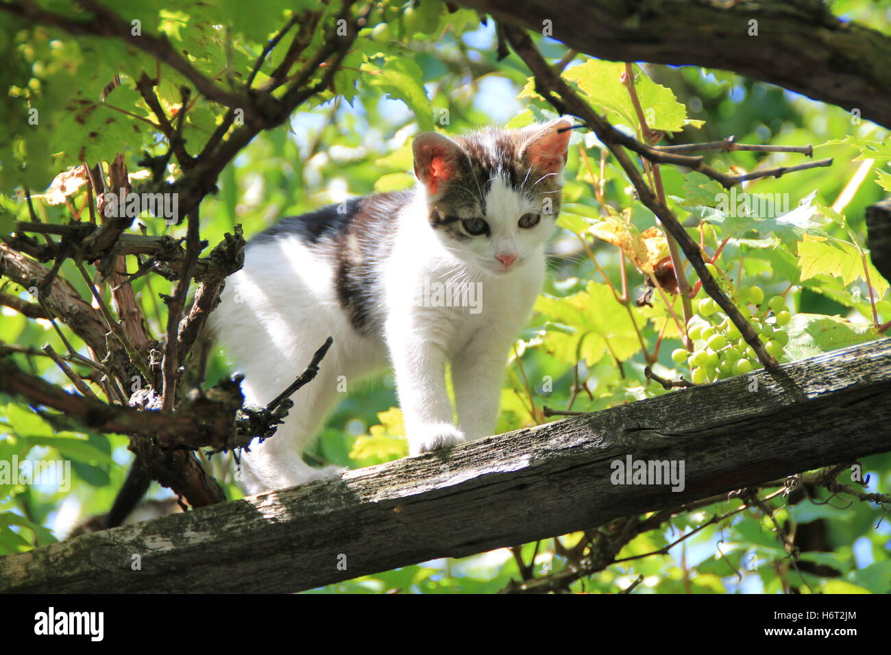Tread animals hi-res stock photography and images - Alamy