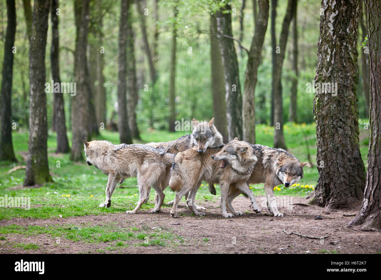 Wolves Fighting High Resolution Stock Photography and Images - Alamy
