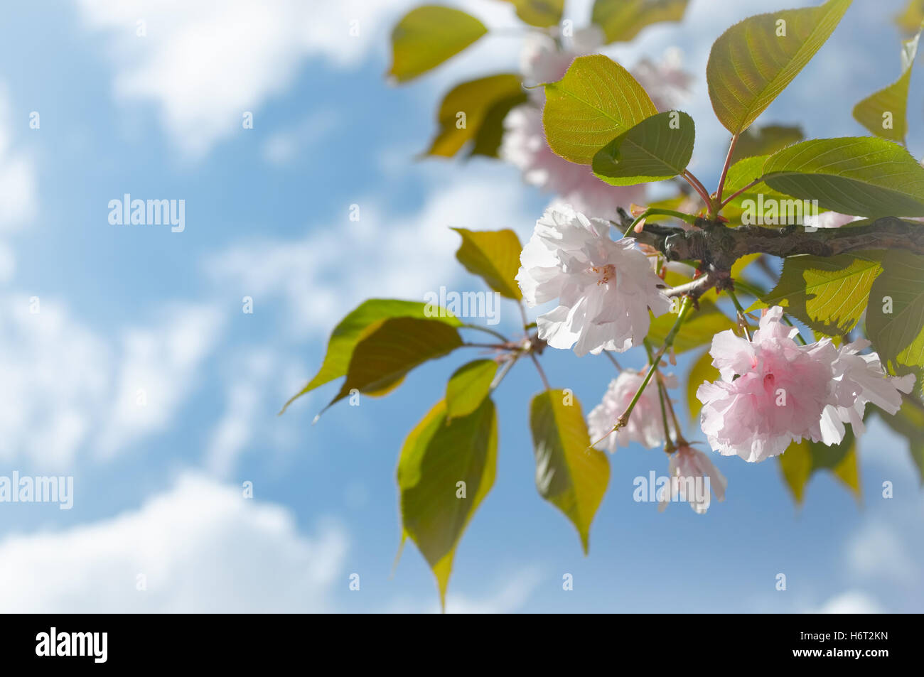 Flowering may plants blooming flowers closeup bloom hi-res stock ...