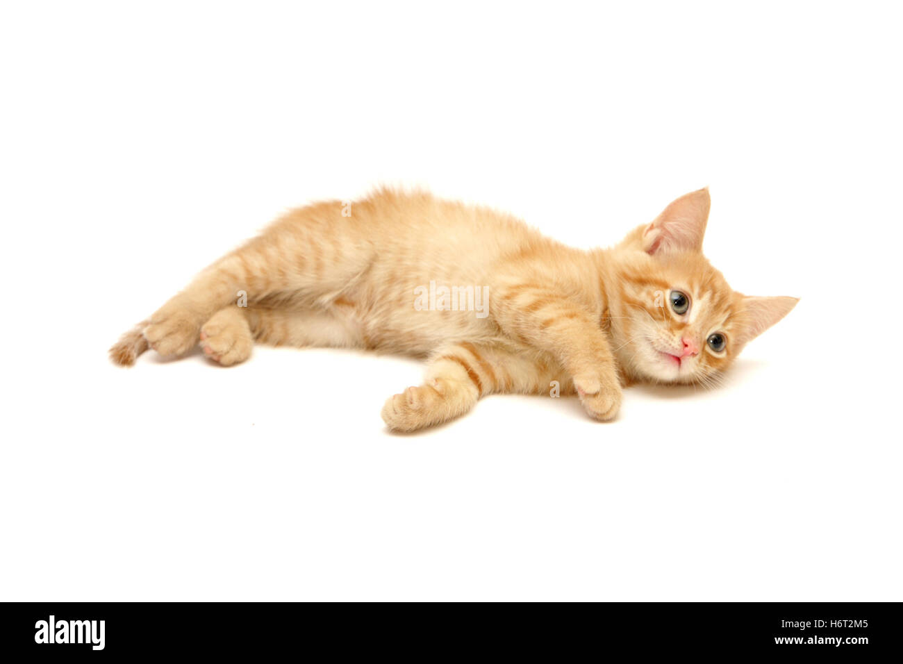 Child lying animals Cut Out Stock Images & Pictures - Alamy