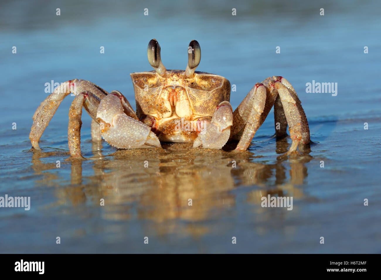 Crustaceans crustacean hi-res stock photography and images - Alamy