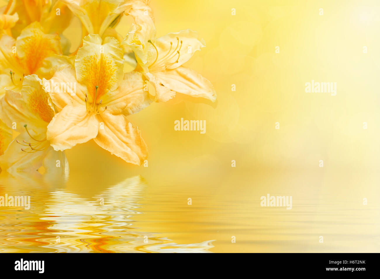Nice backgrounds hi-res stock photography and images - Alamy