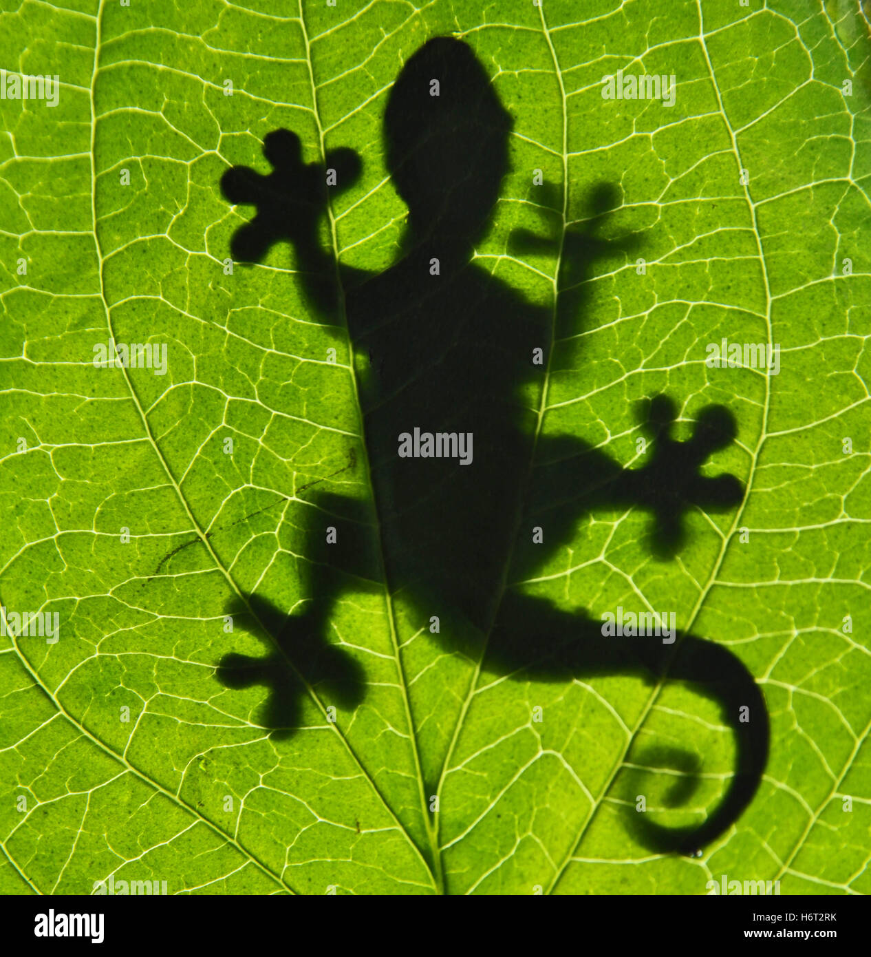 Serene reptile hi-res stock photography and images - Alamy