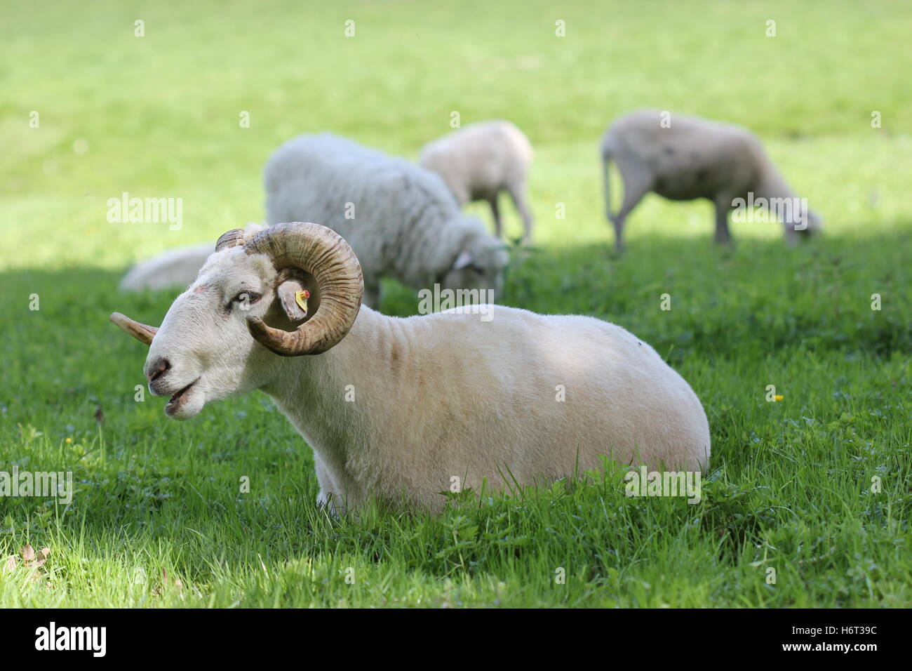 Wallachian Sheep High Resolution Stock Photography and Images - Alamy