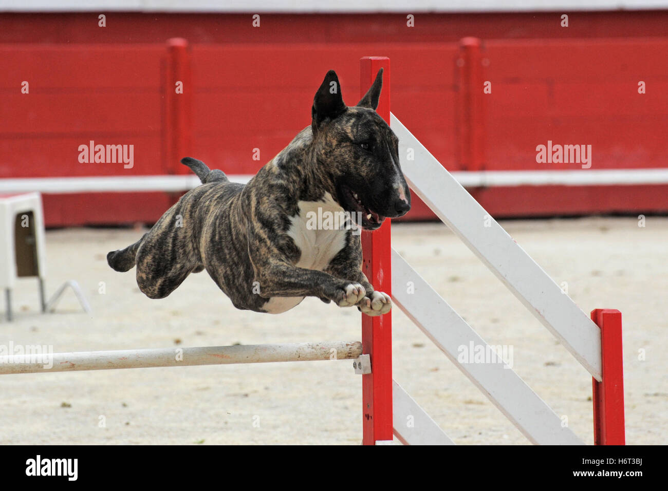 dog spring bouncing bounces hop skipping frisks jumping jump agility ...