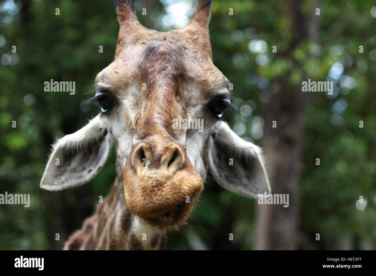 Giraffe with a long neck, Thailand, Southeast Asia Stock Photo - Alamy
