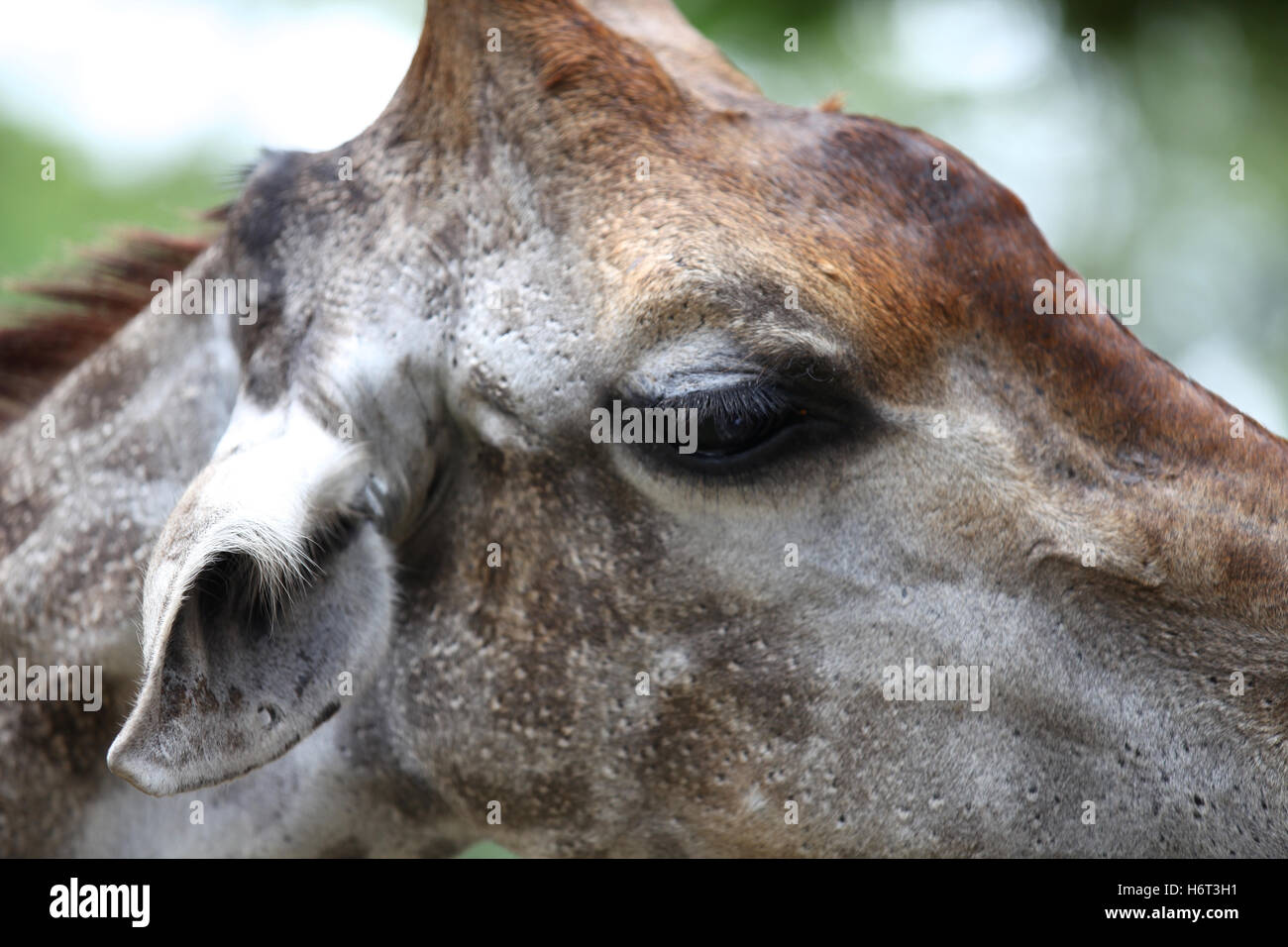 Giraffe with a long neck, Thailand, Southeast Asia Stock Photo - Alamy