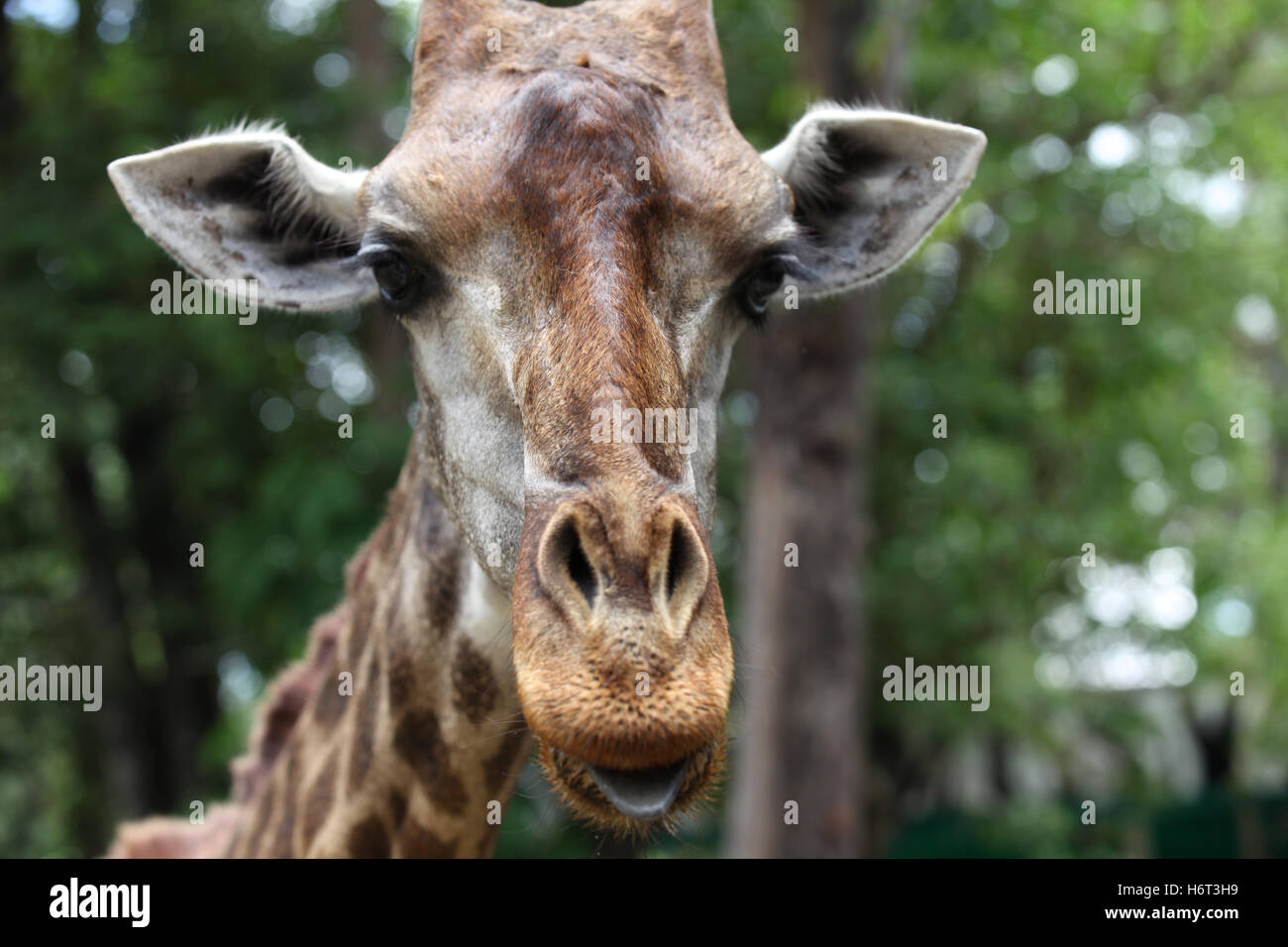 Giraffe with a long neck, Thailand, Southeast Asia Stock Photo - Alamy