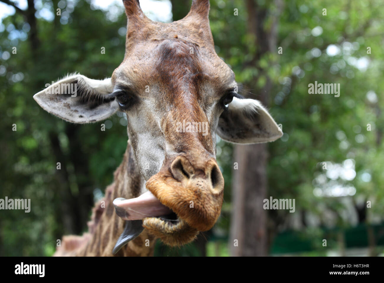 Giraffe with a long neck, Thailand, Southeast Asia Stock Photo - Alamy