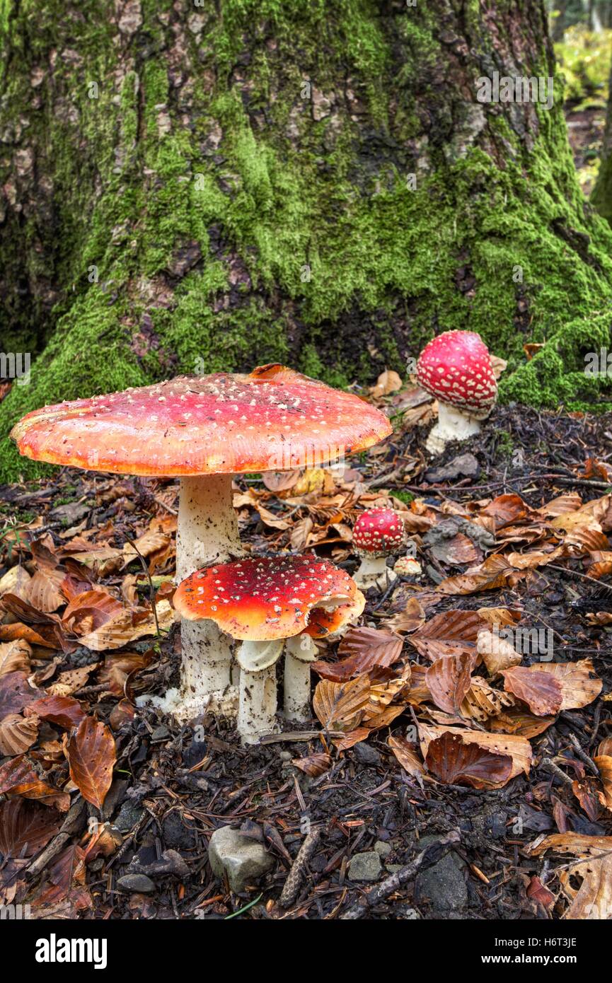 a view of a red mushroom Stock Photo - Alamy