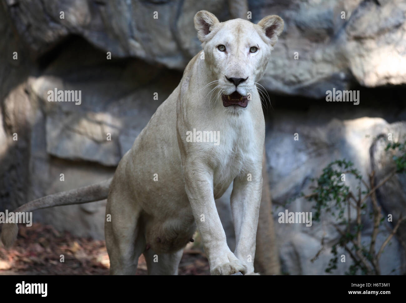 Lioness rare white color, Thailand, South East Asia Stock Photo - Alamy