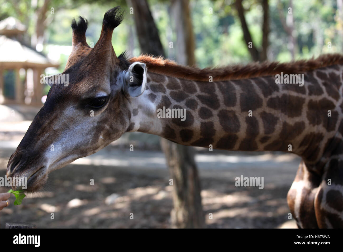 Giraffe with a long neck, Thailand, Southeast Asia Stock Photo - Alamy