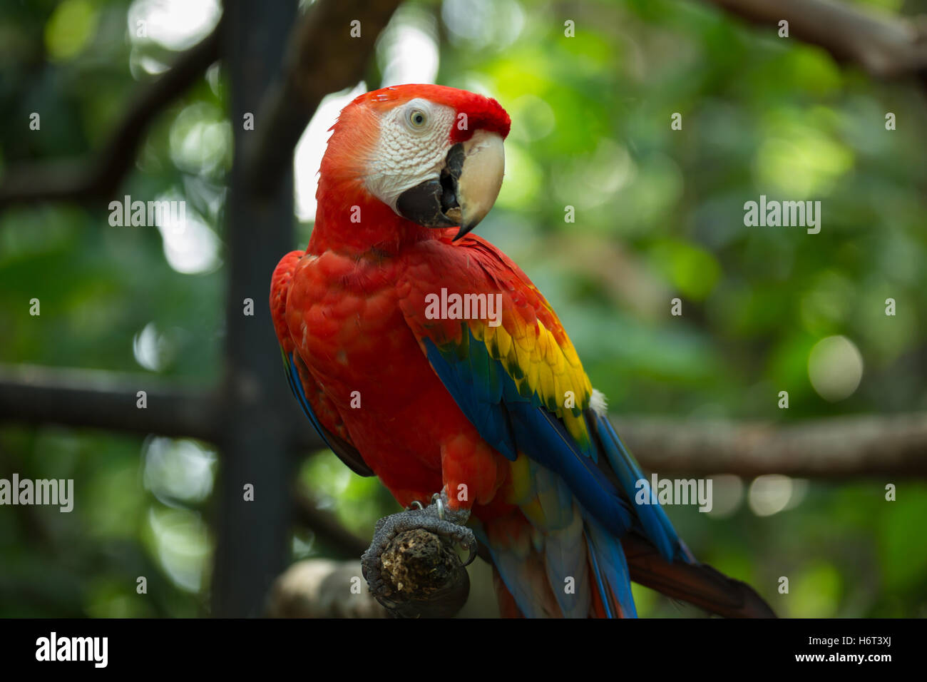 Nicaragua birds hi-res stock photography and images - Alamy