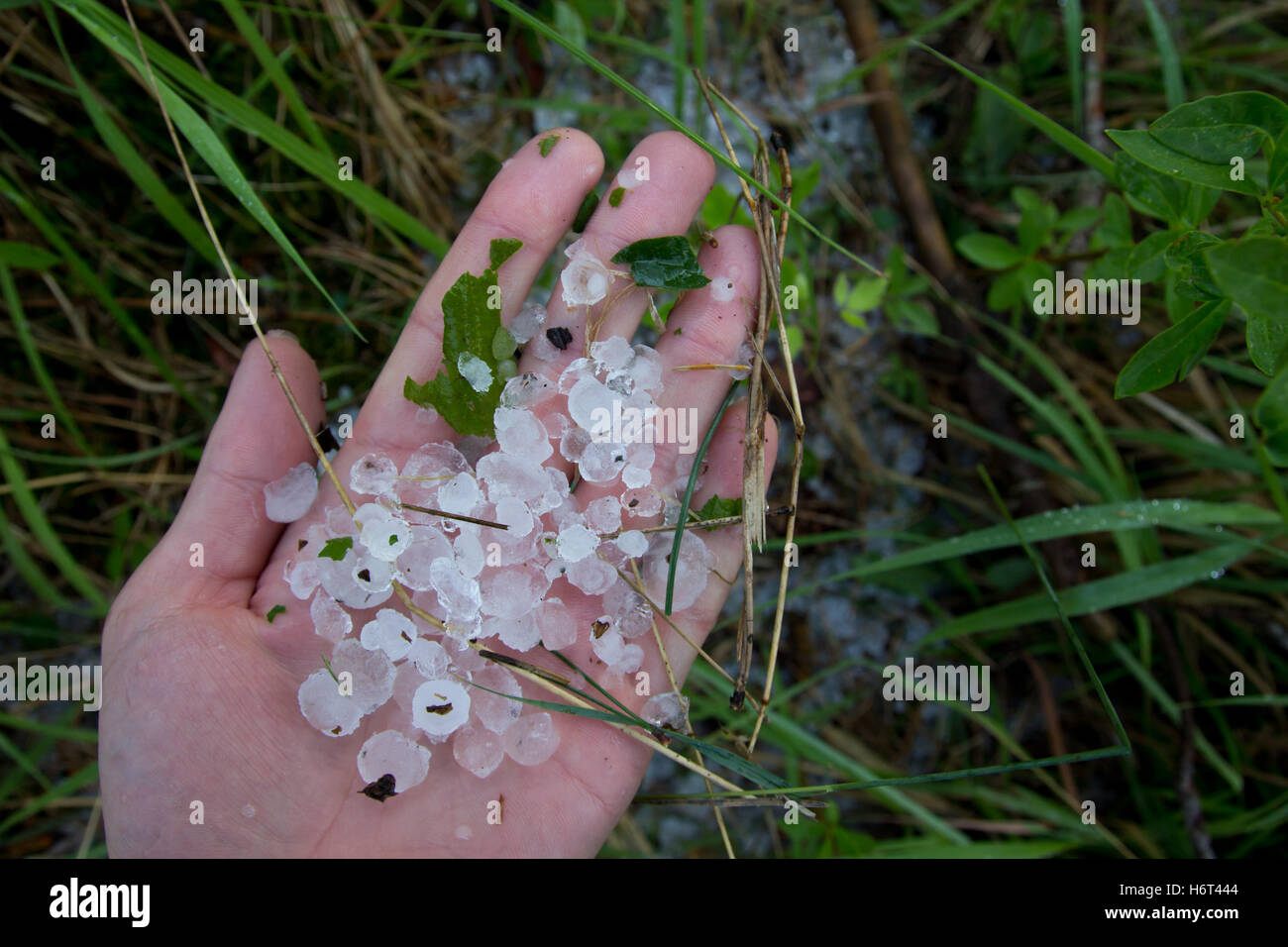 Hail damage hi-res stock photography and images - Alamy