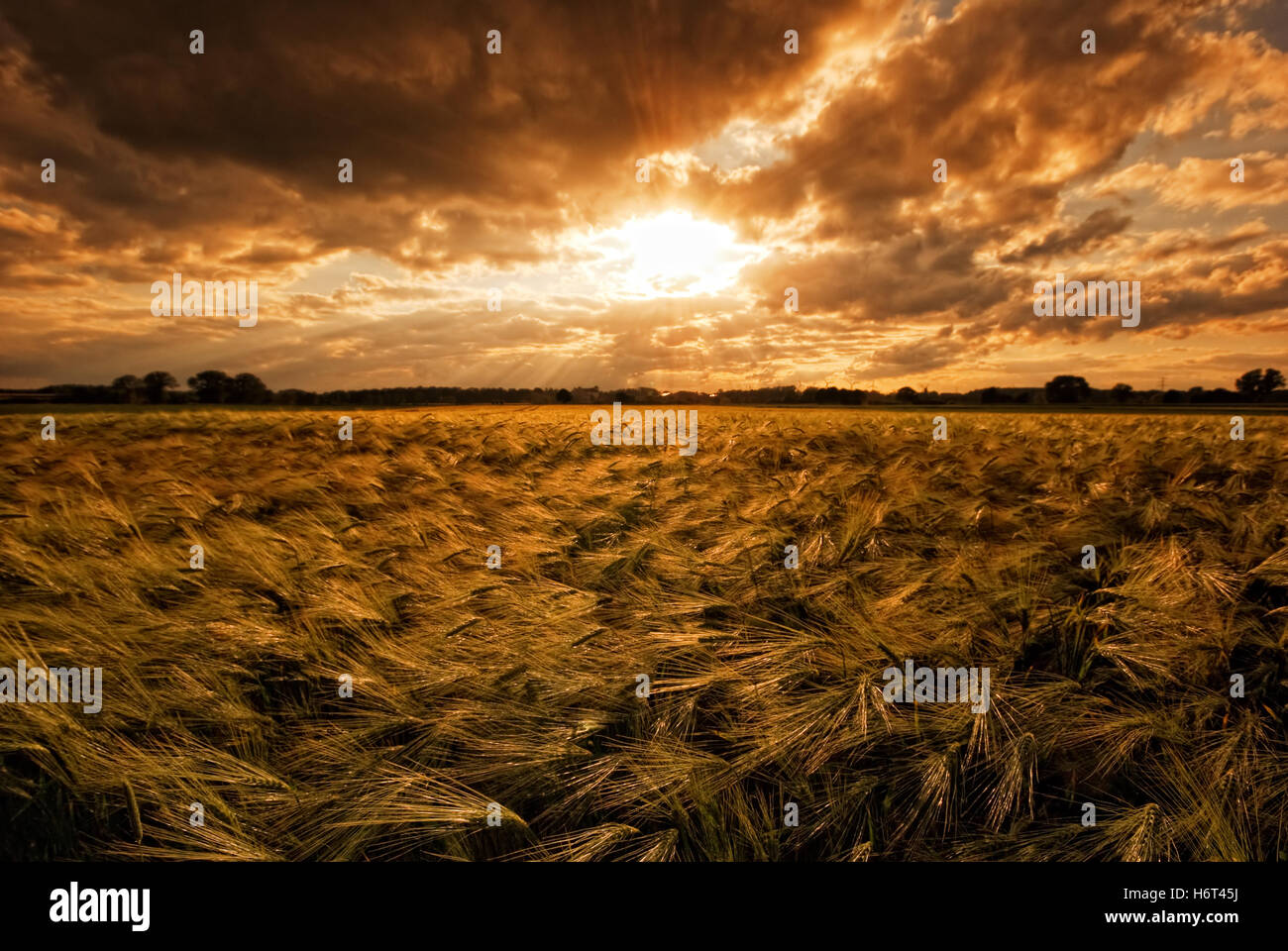 Windy fields hi-res stock photography and images - Alamy