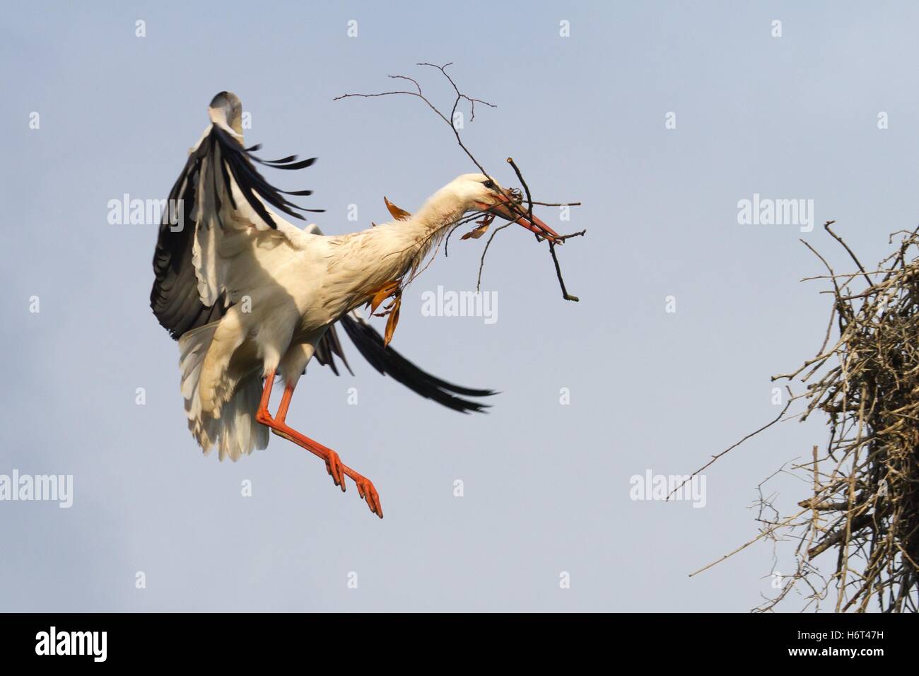 Meister adebar storch weiaystorch hi-res stock photography and images ...